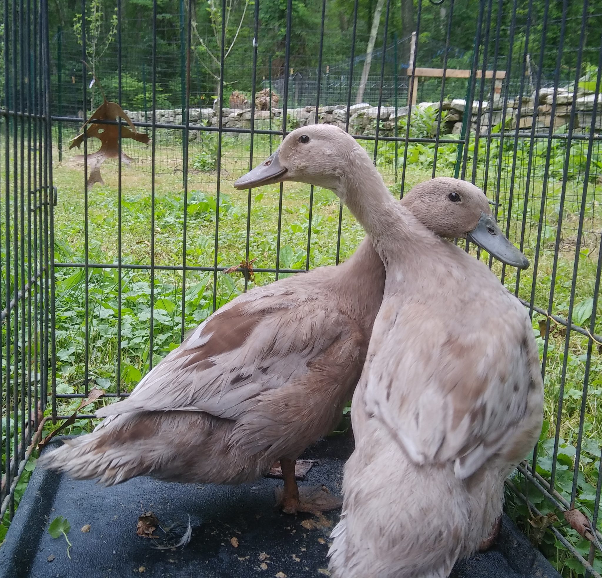 Duck Color Genetics: Lavender and Lilac - Backyard Poultry